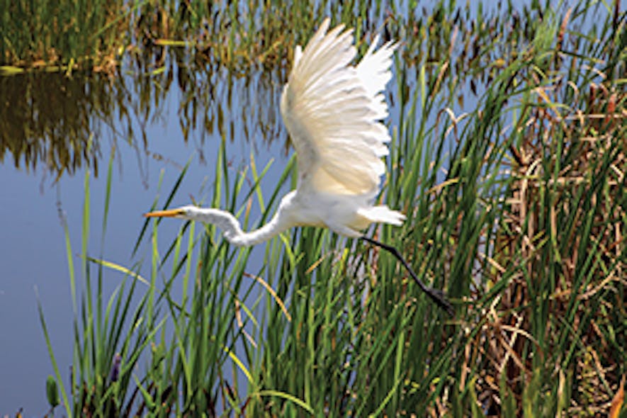 Constructed Wetlands to Reduce Nutrients From Runoff in Croplands ...
