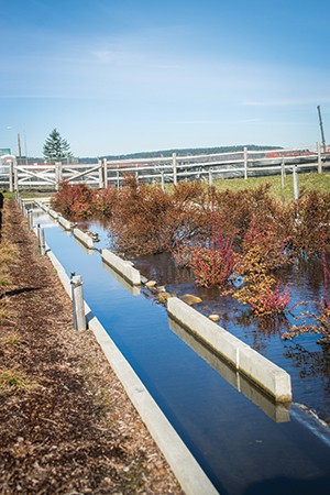 Protecting Puget Sound | Stormwater Solutions