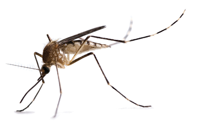 Guest Editor: Mosquito Abatement and Trash Capture Devices | Stormwater ...