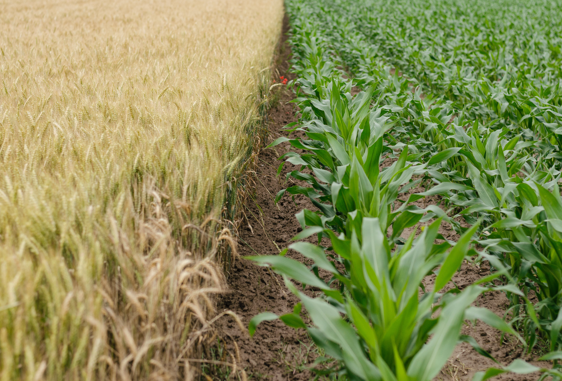 Effects of Climate on Land Management Practices to Reduce Nitrogen ...