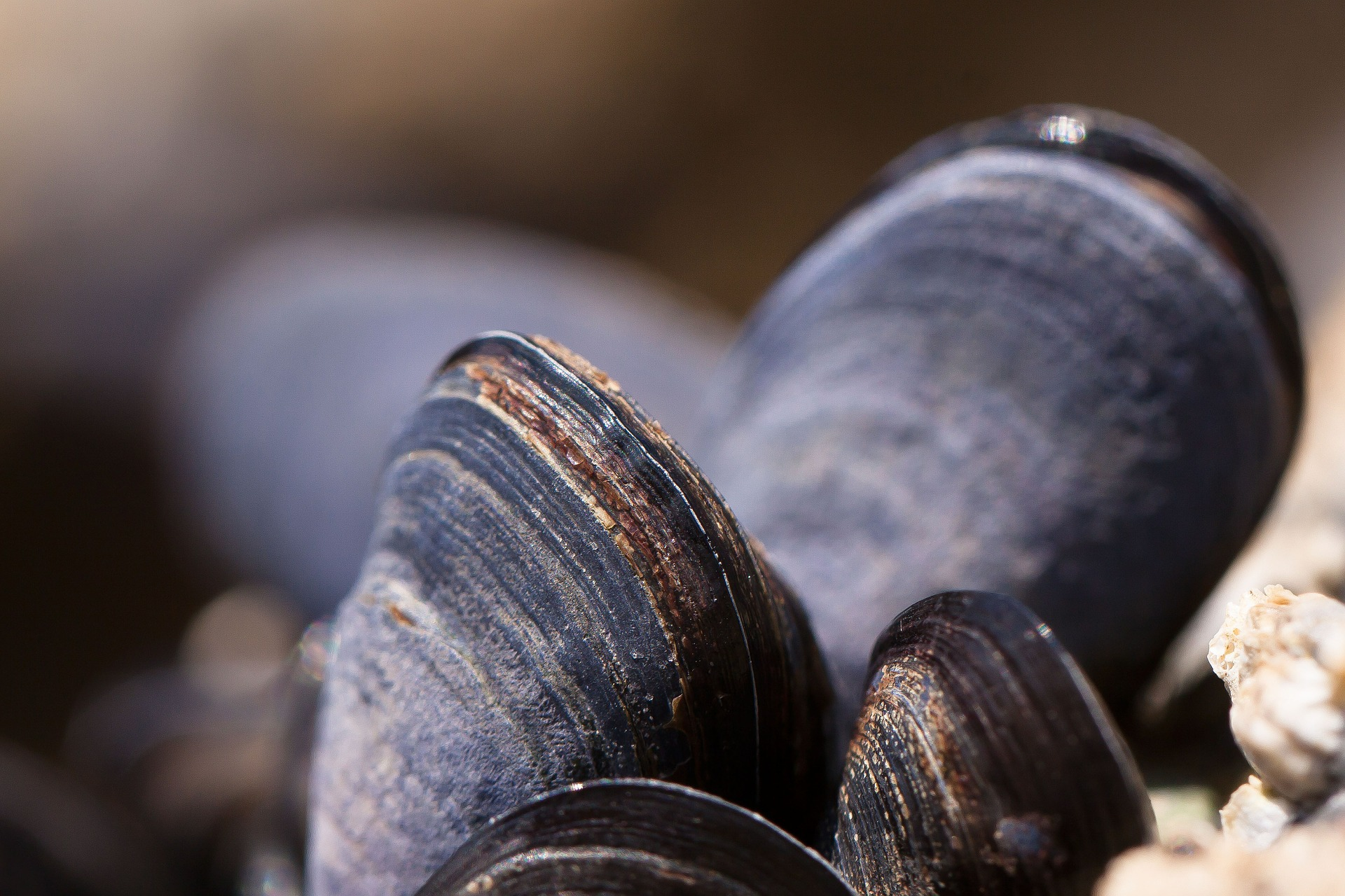 EPA Grant to Restore Mussel Populations Awarded to Saint Regis Mohawk ...
