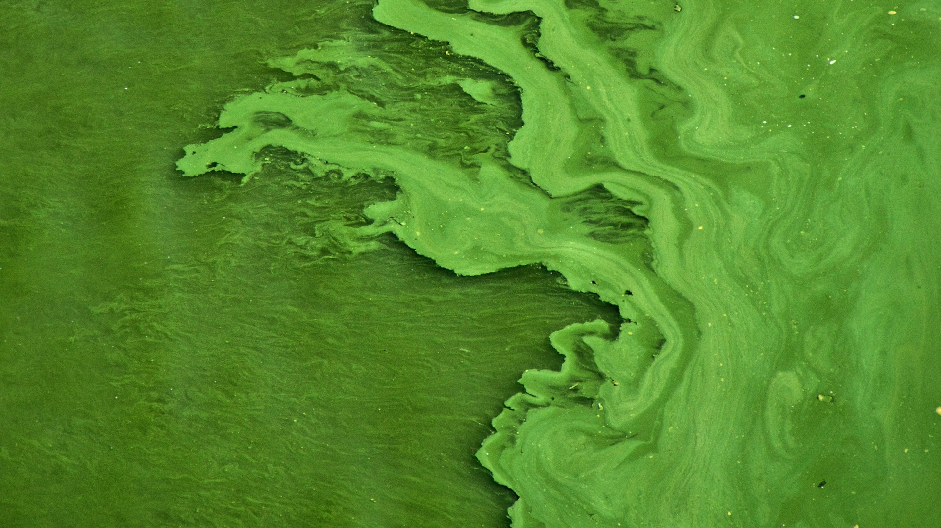Drone and AI Technology Can Predict Algae Blooms | Stormwater Solutions