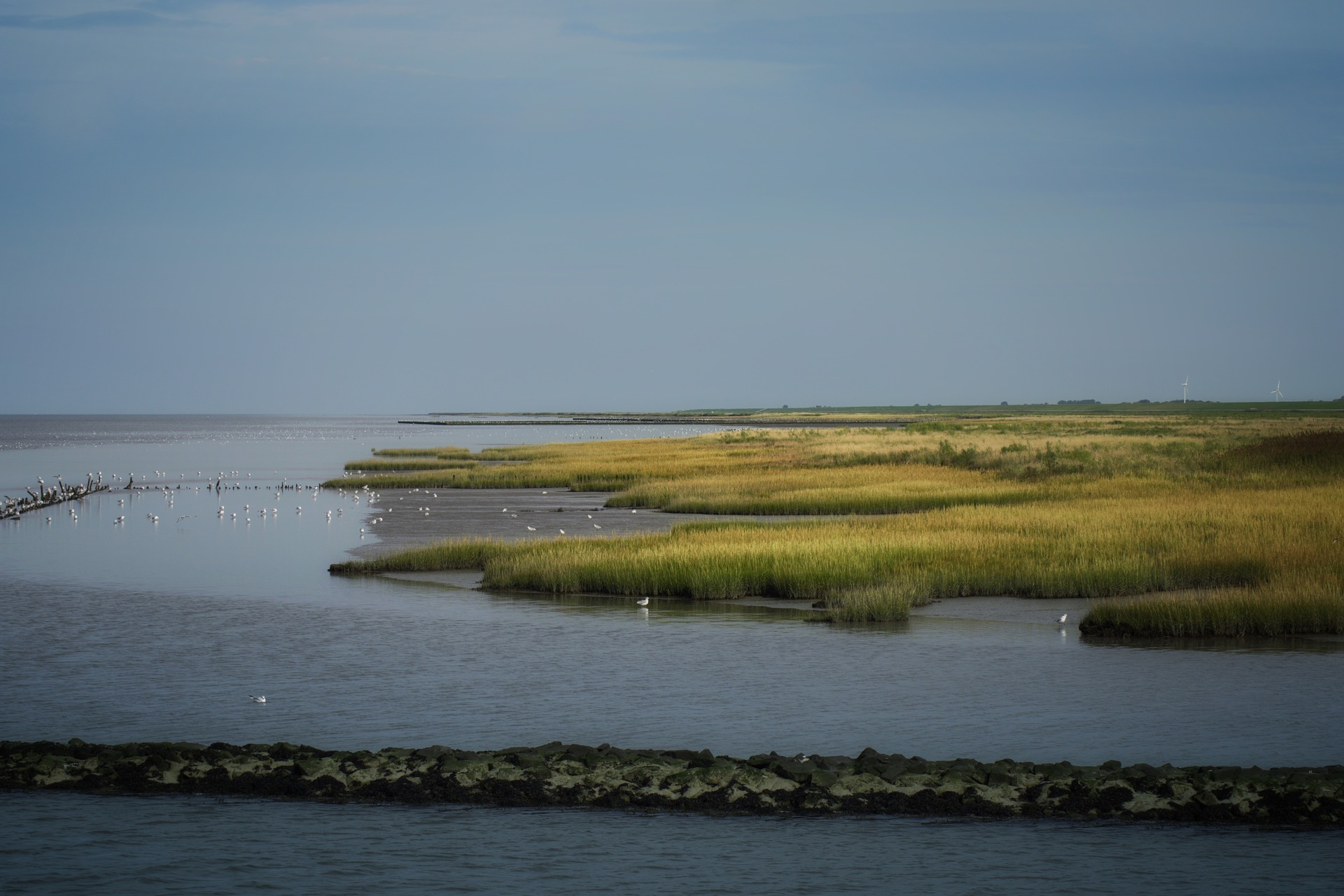 Research Shows Wetlands Protect Coastlines | Stormwater Solutions