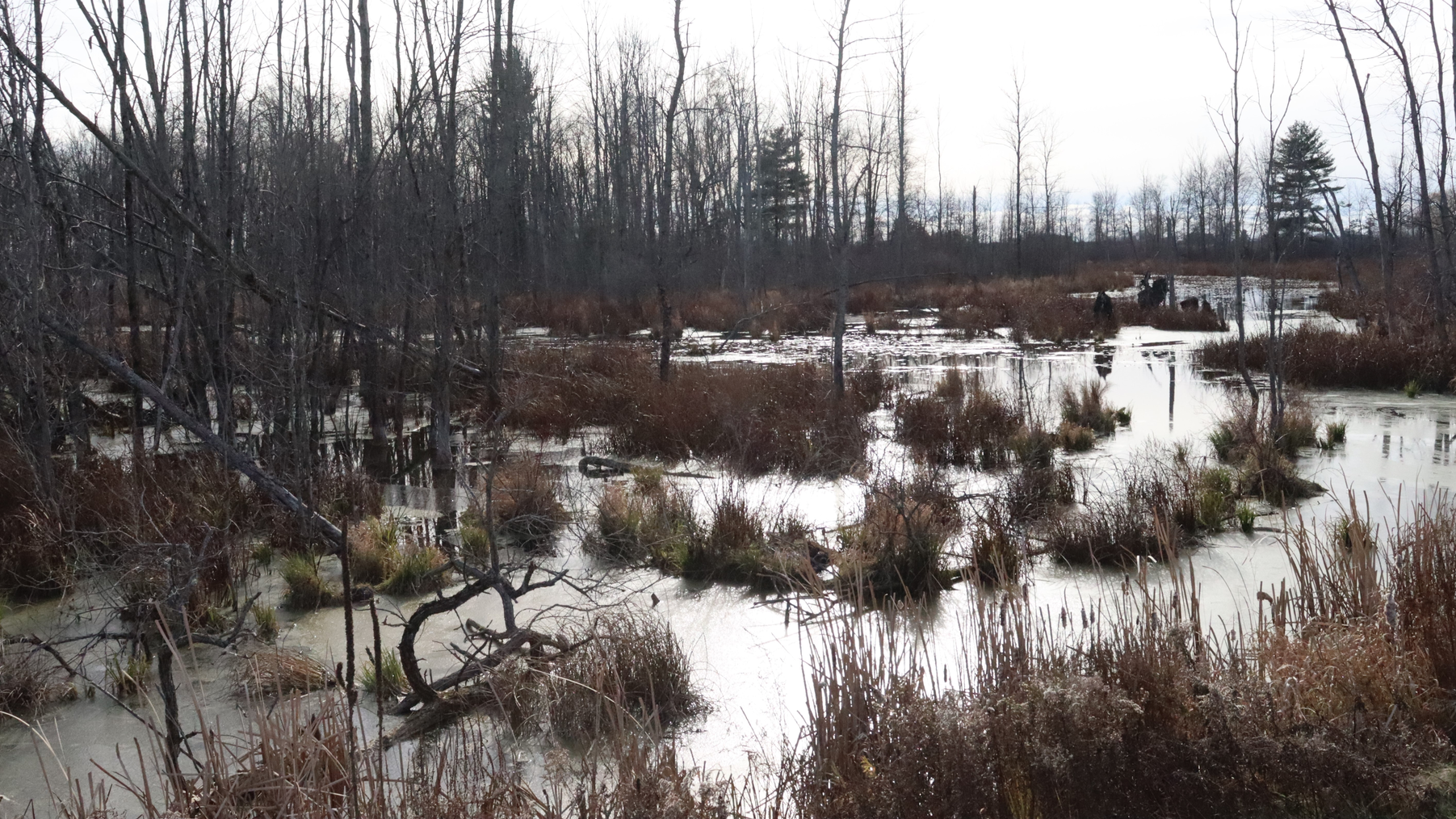 Wetlands provide billions in filtration value | Stormwater Solutions