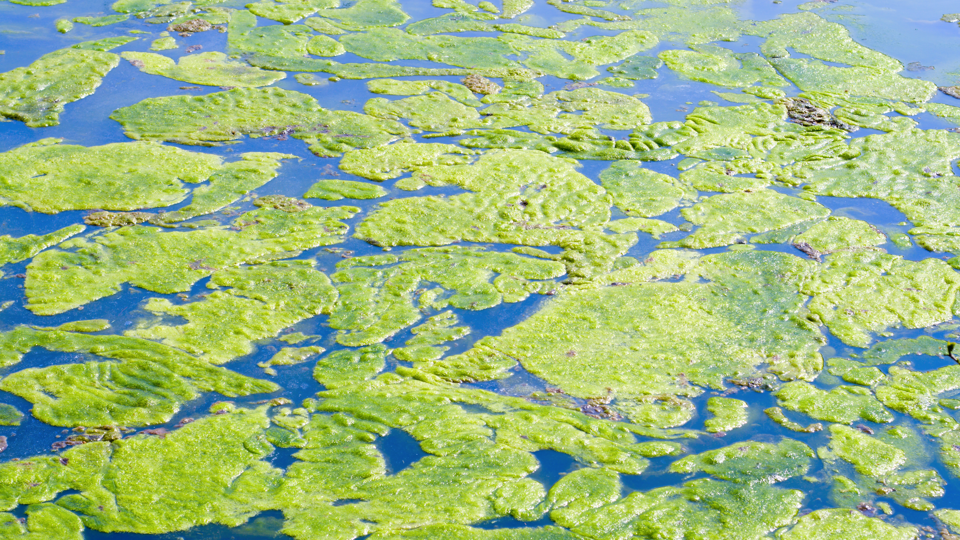 Water district to develop algae reuse technology | Stormwater Solutions