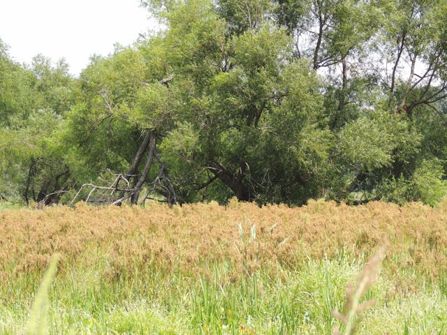 Growing green | Stormwater Solutions