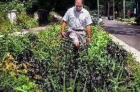 Madison Installs Rain Gardens to Cut Runoff | Stormwater Solutions