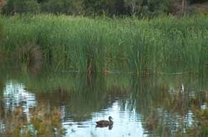 U.S. EPA & Army Corps Release Wetland/Stream Mitigation Rule | Stormwater Solutions