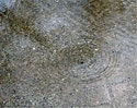 Washington State LID Decision Pushes Storm Water Management to a New ...