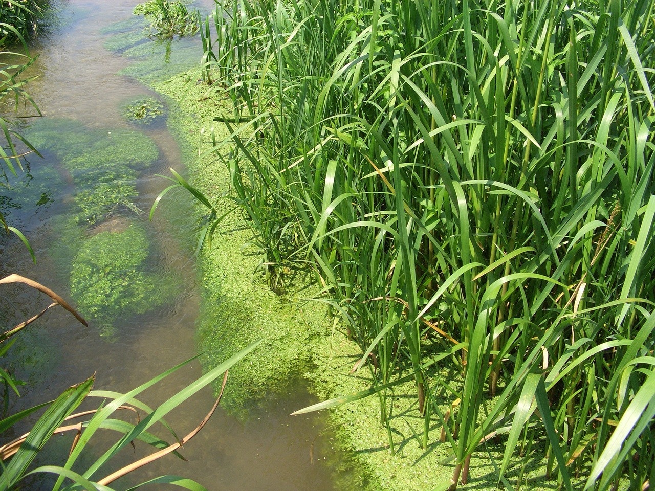Project Engages Citizens in Algae Issue | Stormwater Solutions