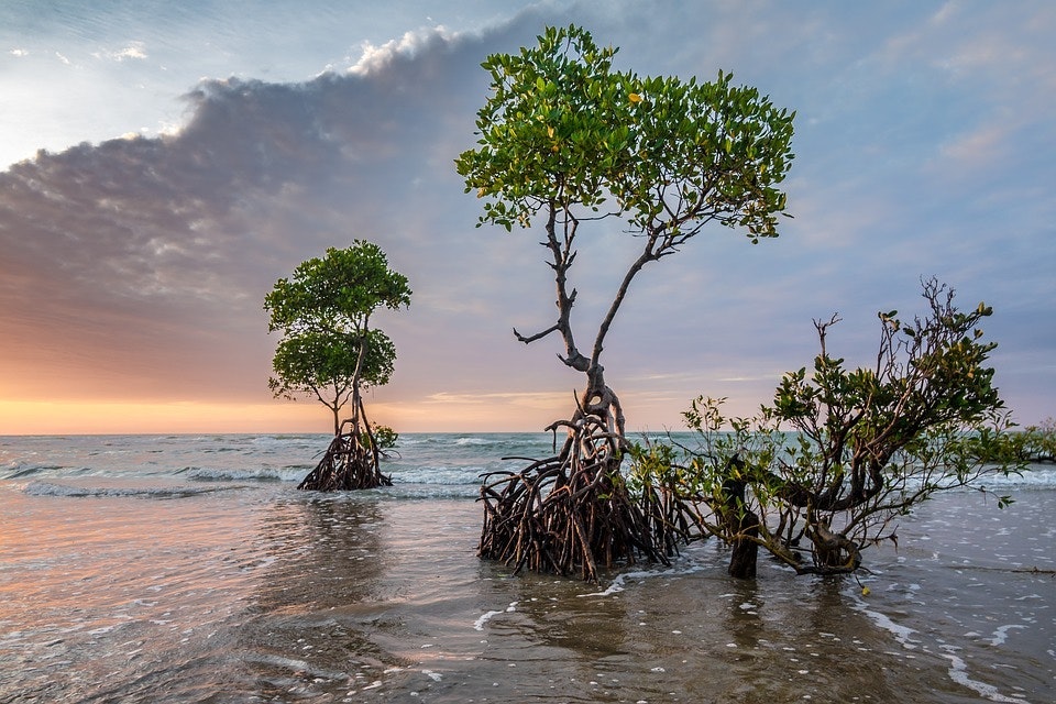 EPA Recognizes Project to Restore Coastal Mangroves & Reduce Flooding ...